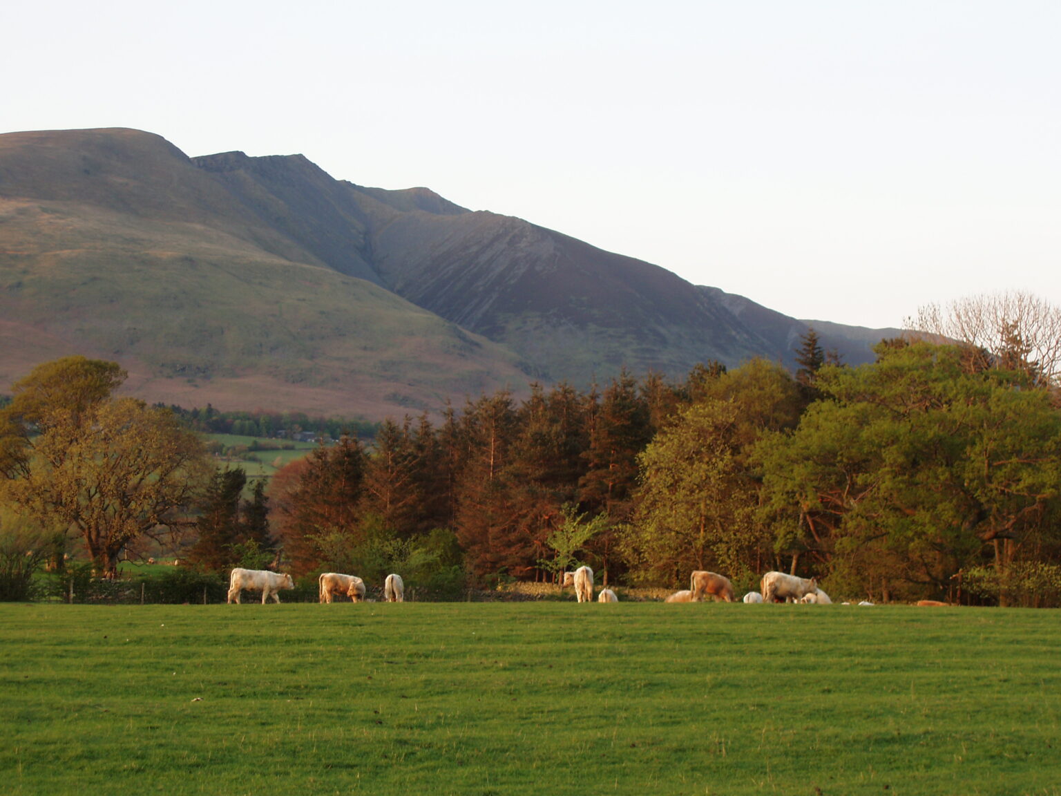 Sustainable Farming Incentive: Winter Cover Crops – Rural payments