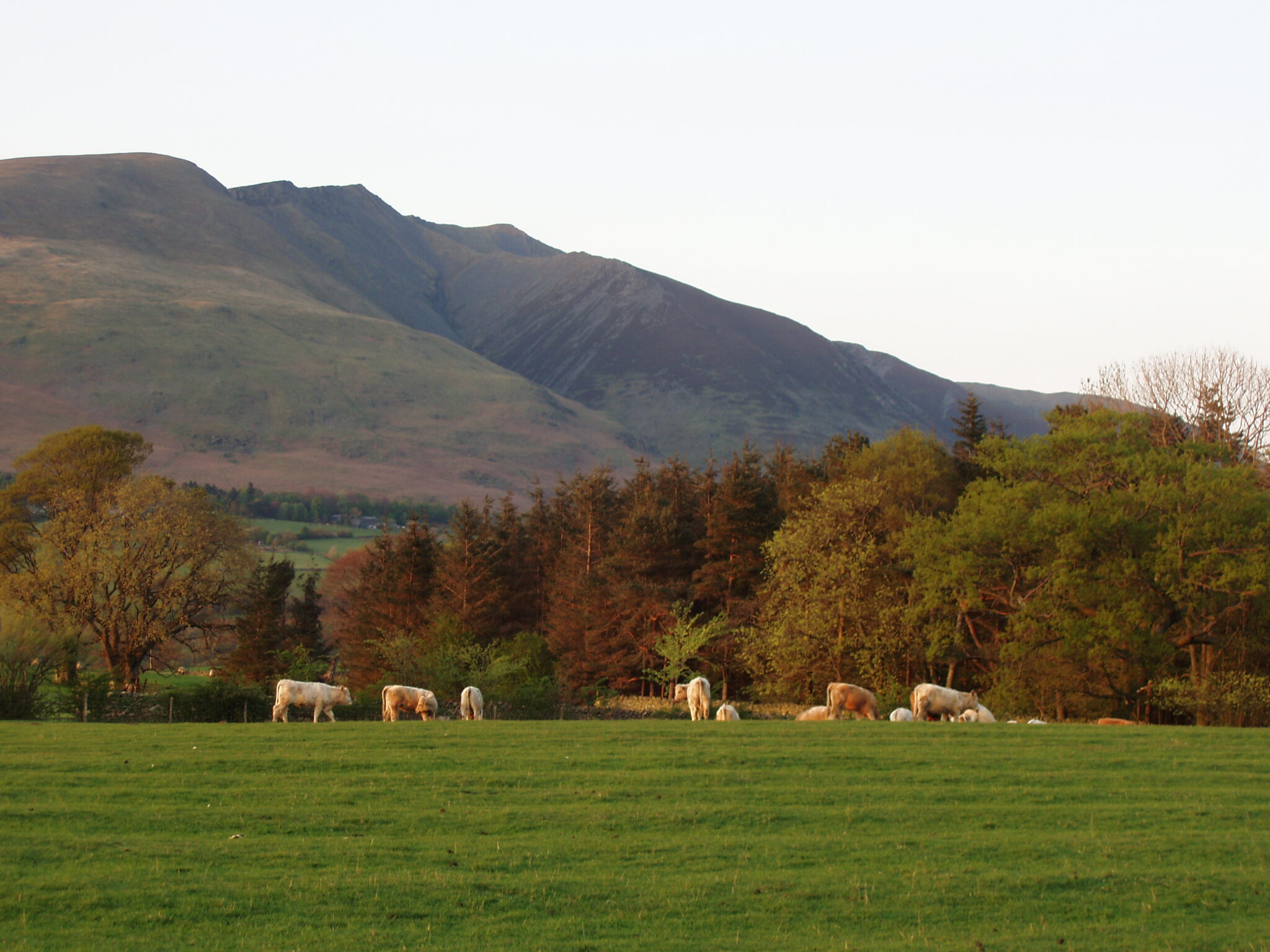 Sustainable Farming Incentive: Winter Cover Crops – Rural payments