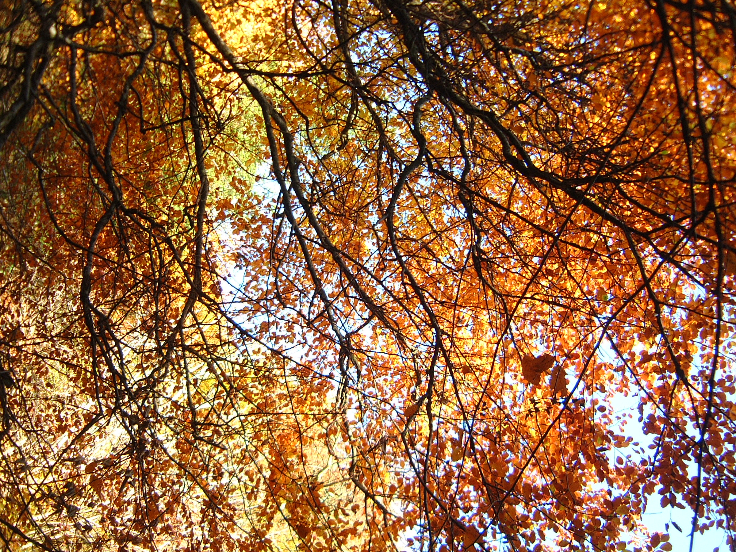 New partnership-based approach to RPA site visits and mapping ...