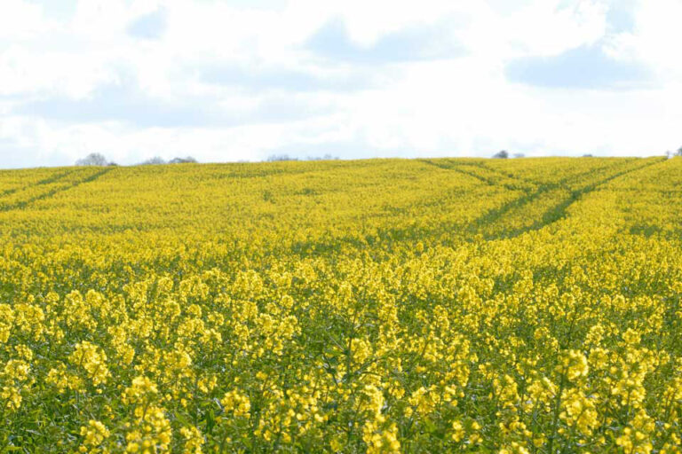 Basic Payment Scheme – Rural payments