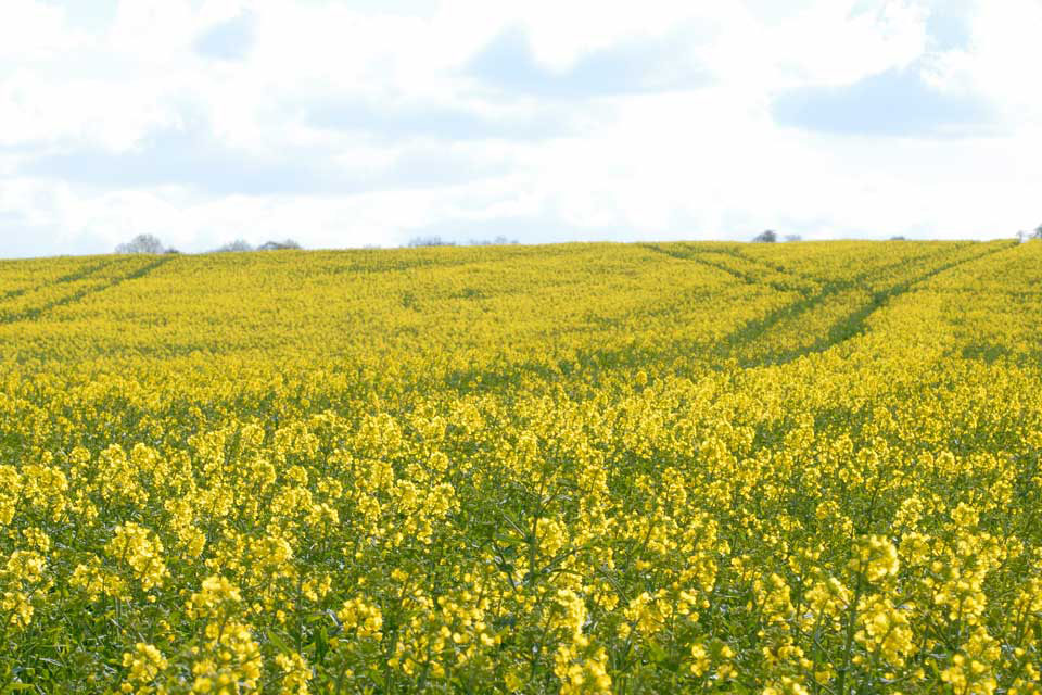 Countryside Stewardship – Rural payments