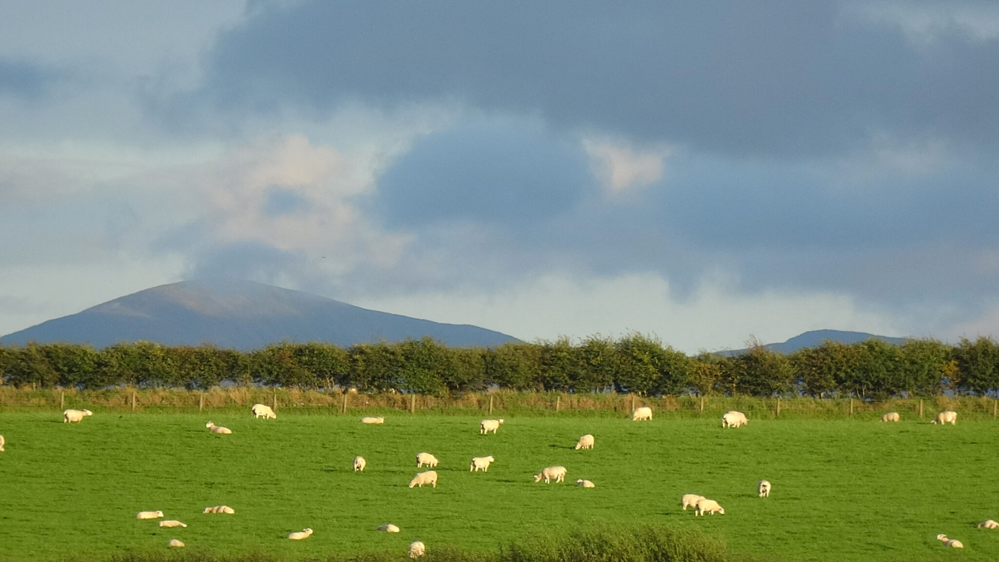 Delinked payments – Rural payments