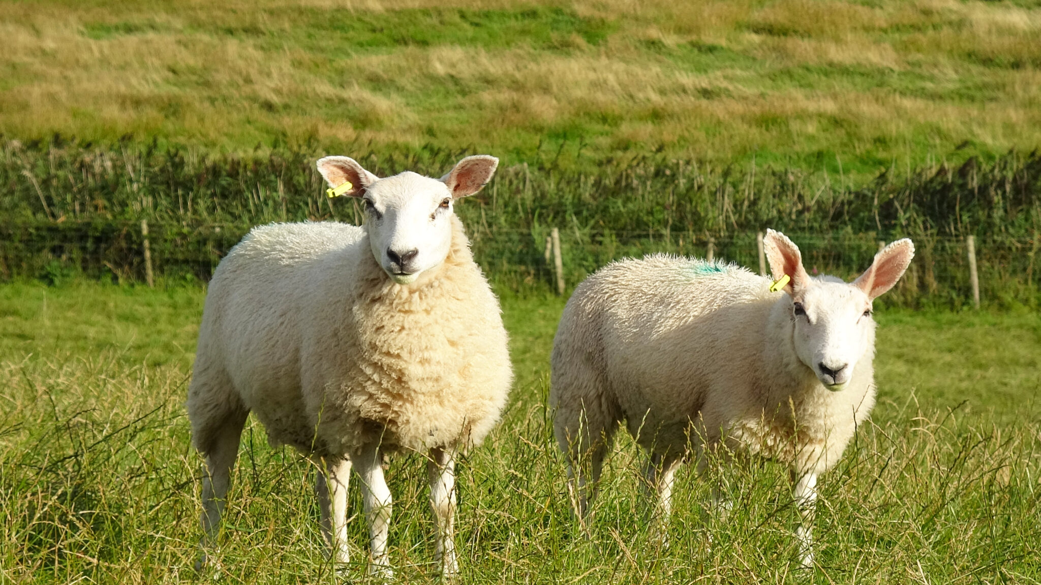 Grants – Rural payments