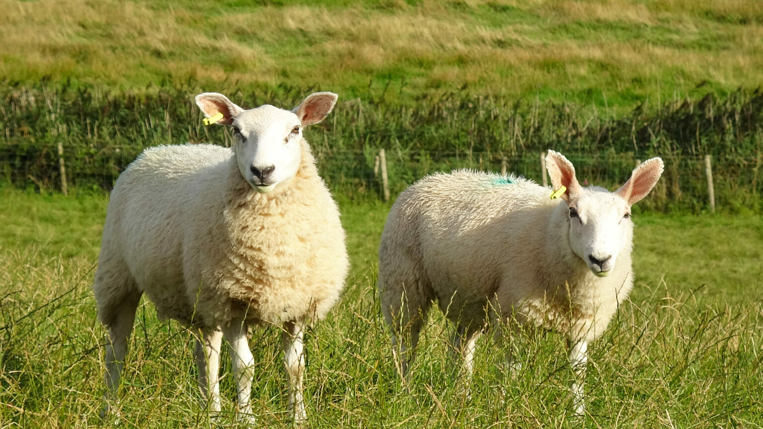 Get funding to improve animal health and welfare – your questions ...