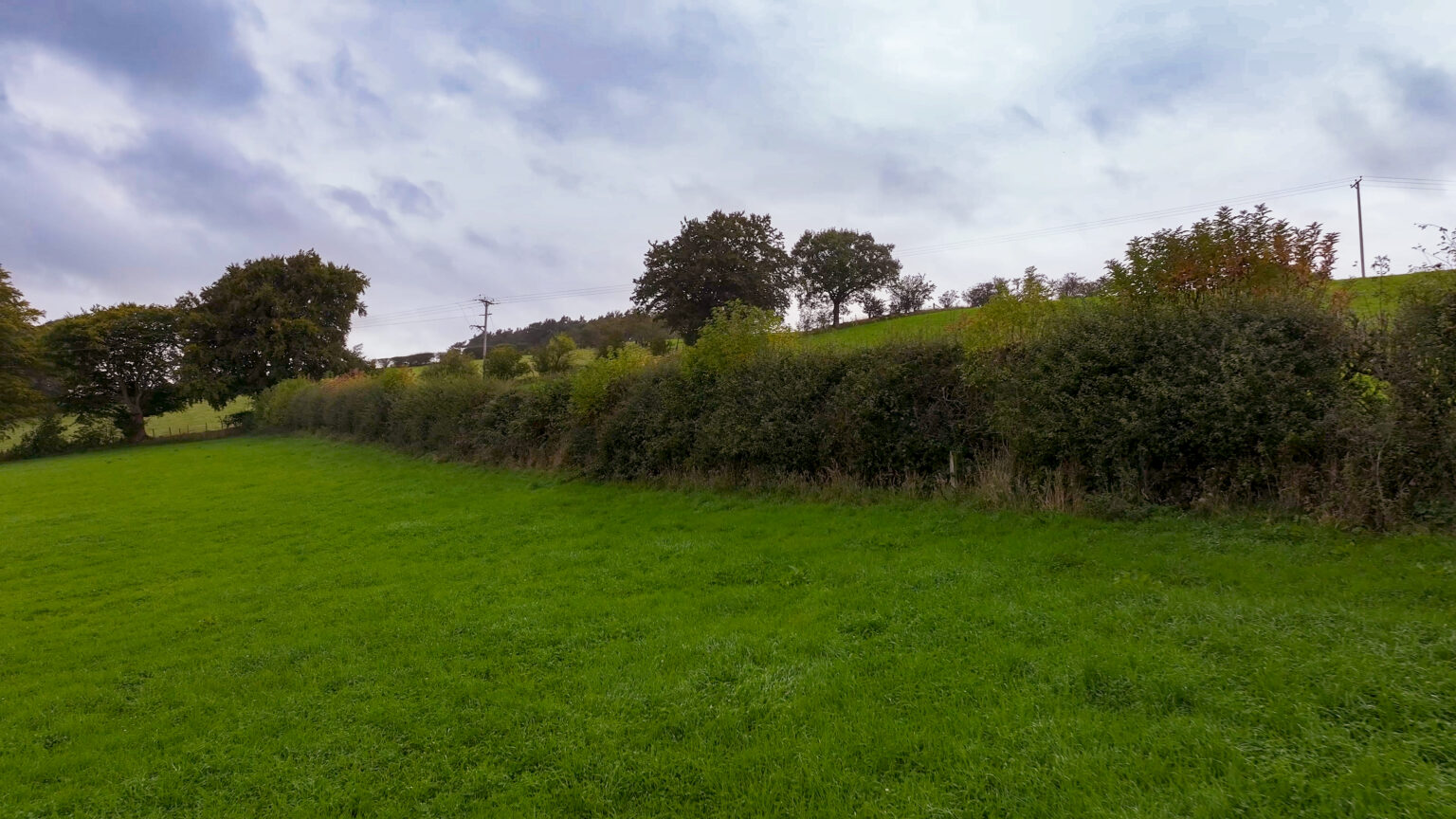 The Management of Hedgerows (England) Regulations 2024: One year on ...