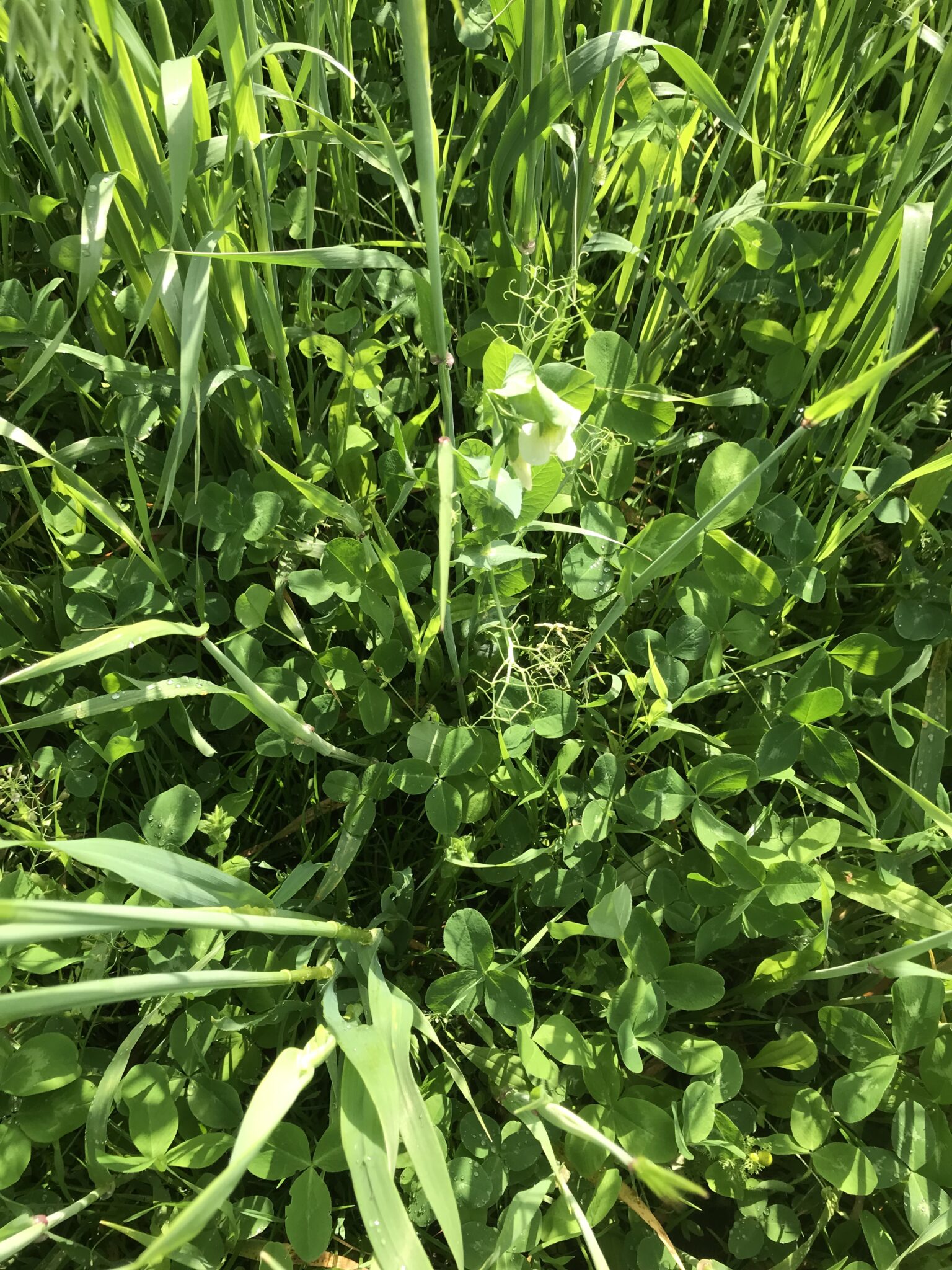 Getting the most from herbal leys within improved grassland systems ...